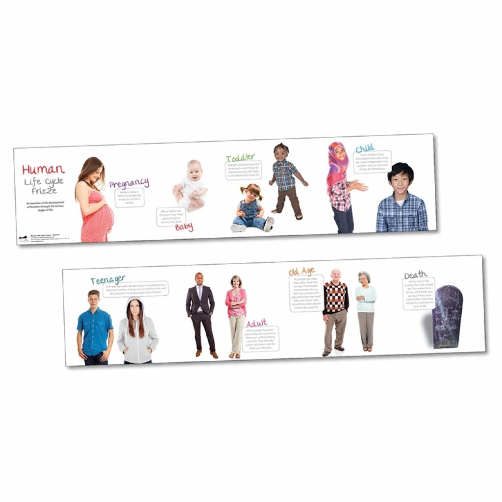 Life Cycle and Food Chains Teachers Bundle