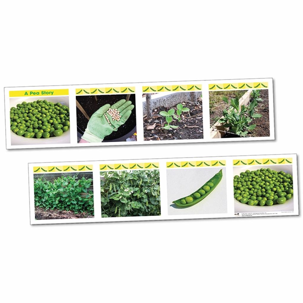 Pea Story - Life Cycle Frieze