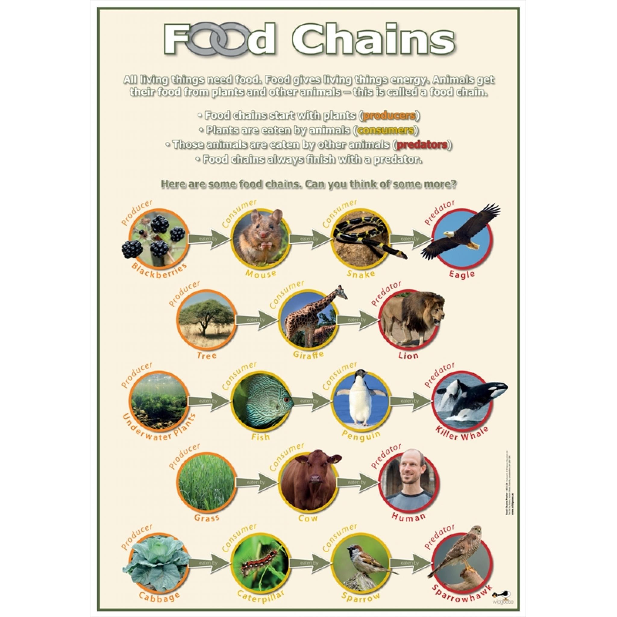 Chains poster