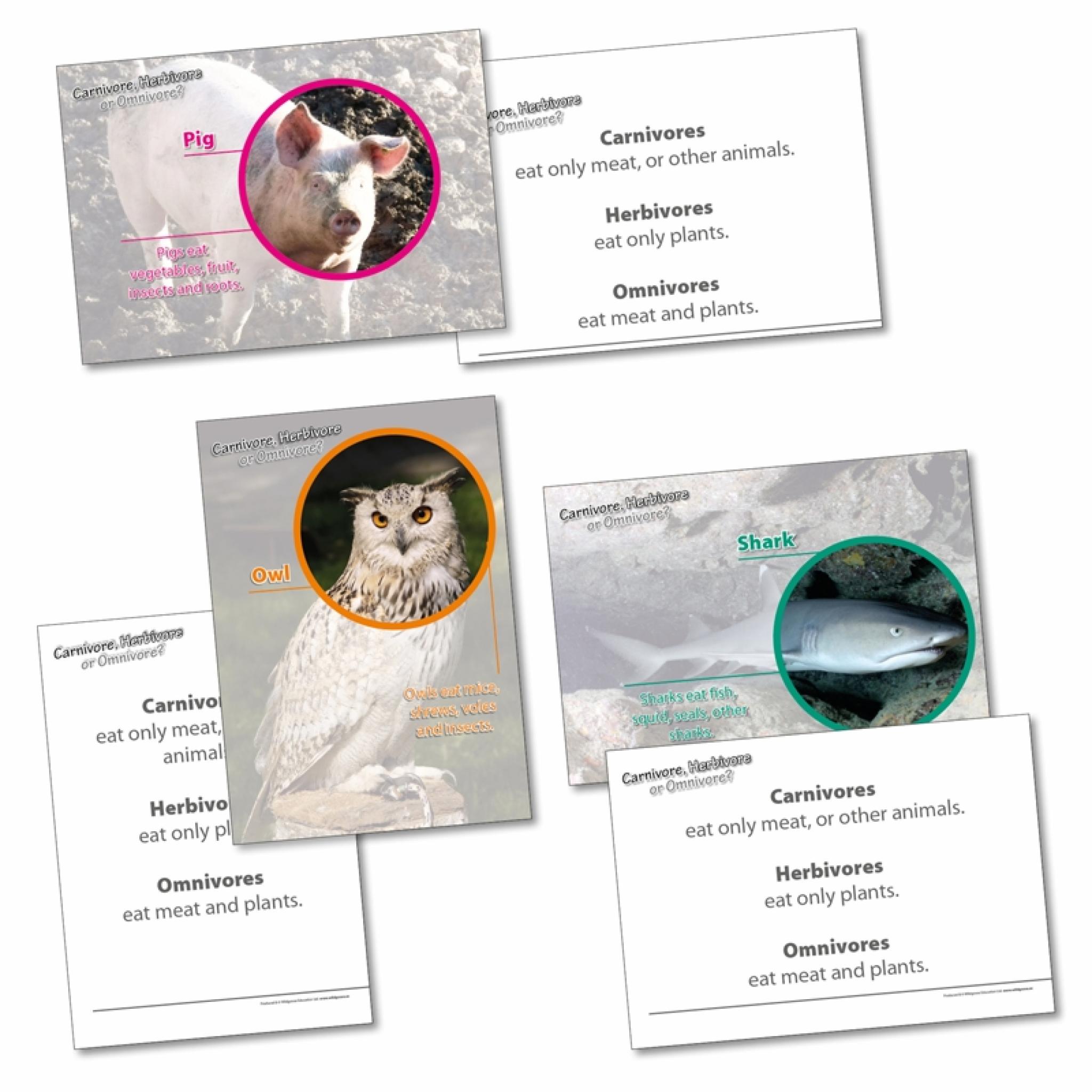 Herbivore or Omnivore? Cards