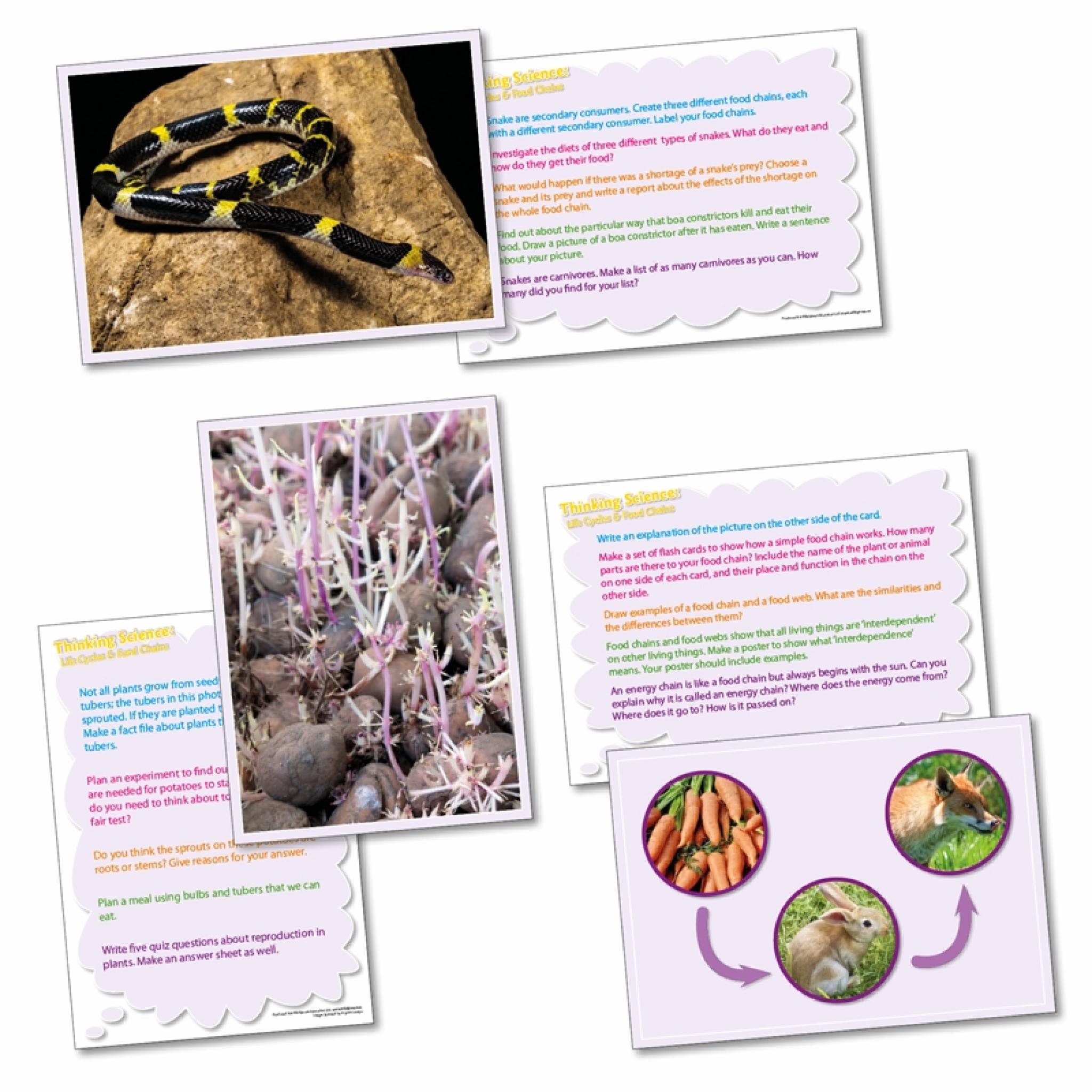 About - Life Cycles and Food Chains