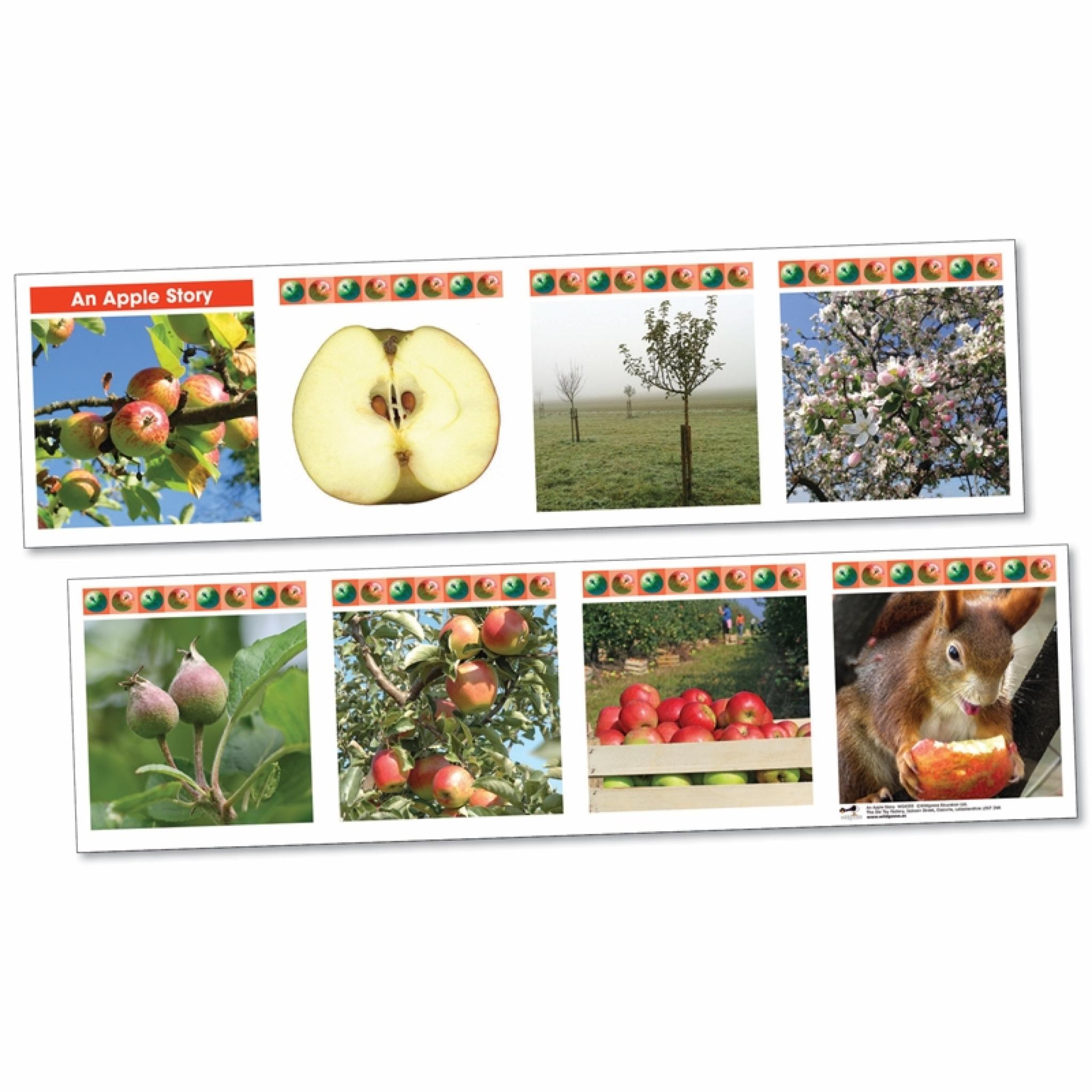 Apple Tree Story - Life Cycle Frieze