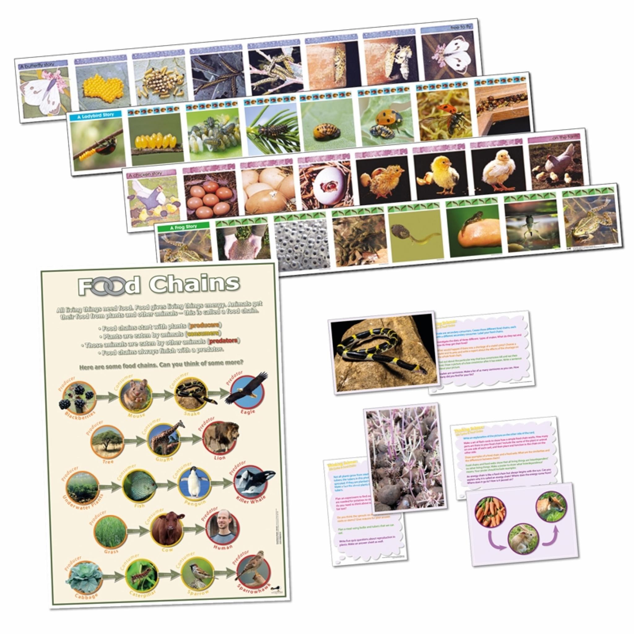 Life Cycle and Food Chains Teachers Bundle