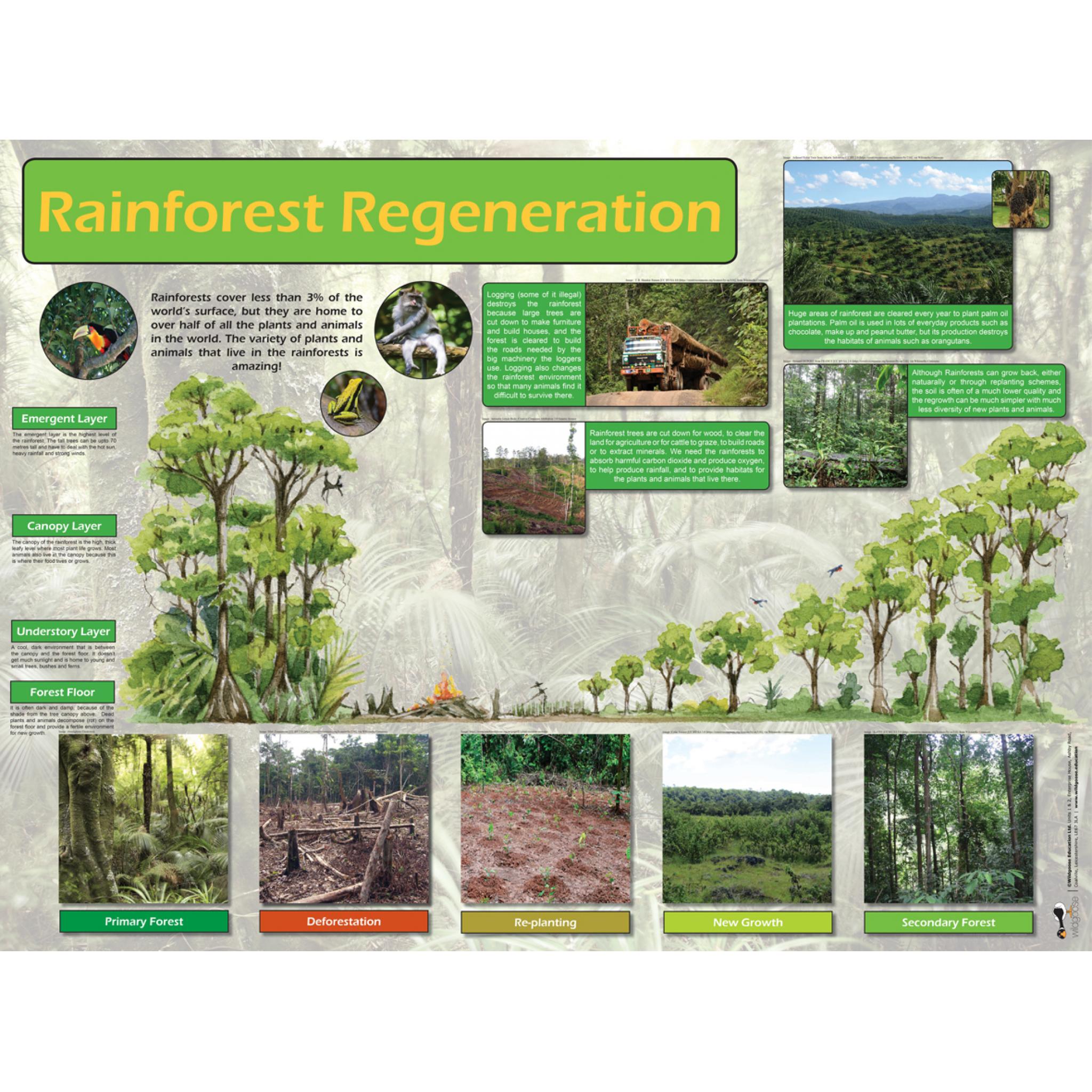 Rainforest Artefacts Collection | Wildgoose Education
